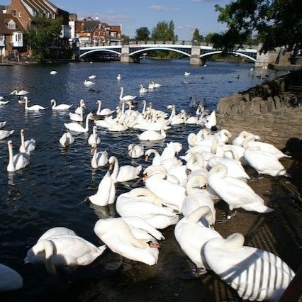 Windsor fishing guide | Allaboutangling.net